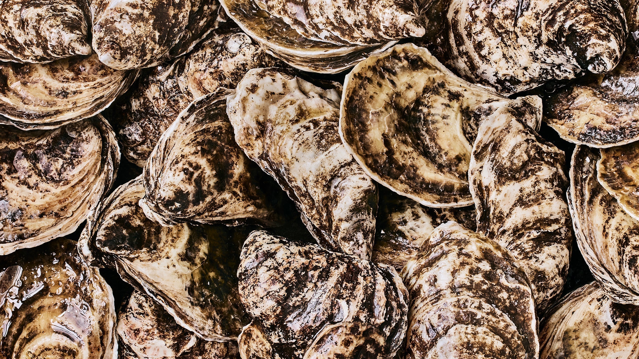 Canadian Coast – Real Oyster Cult
