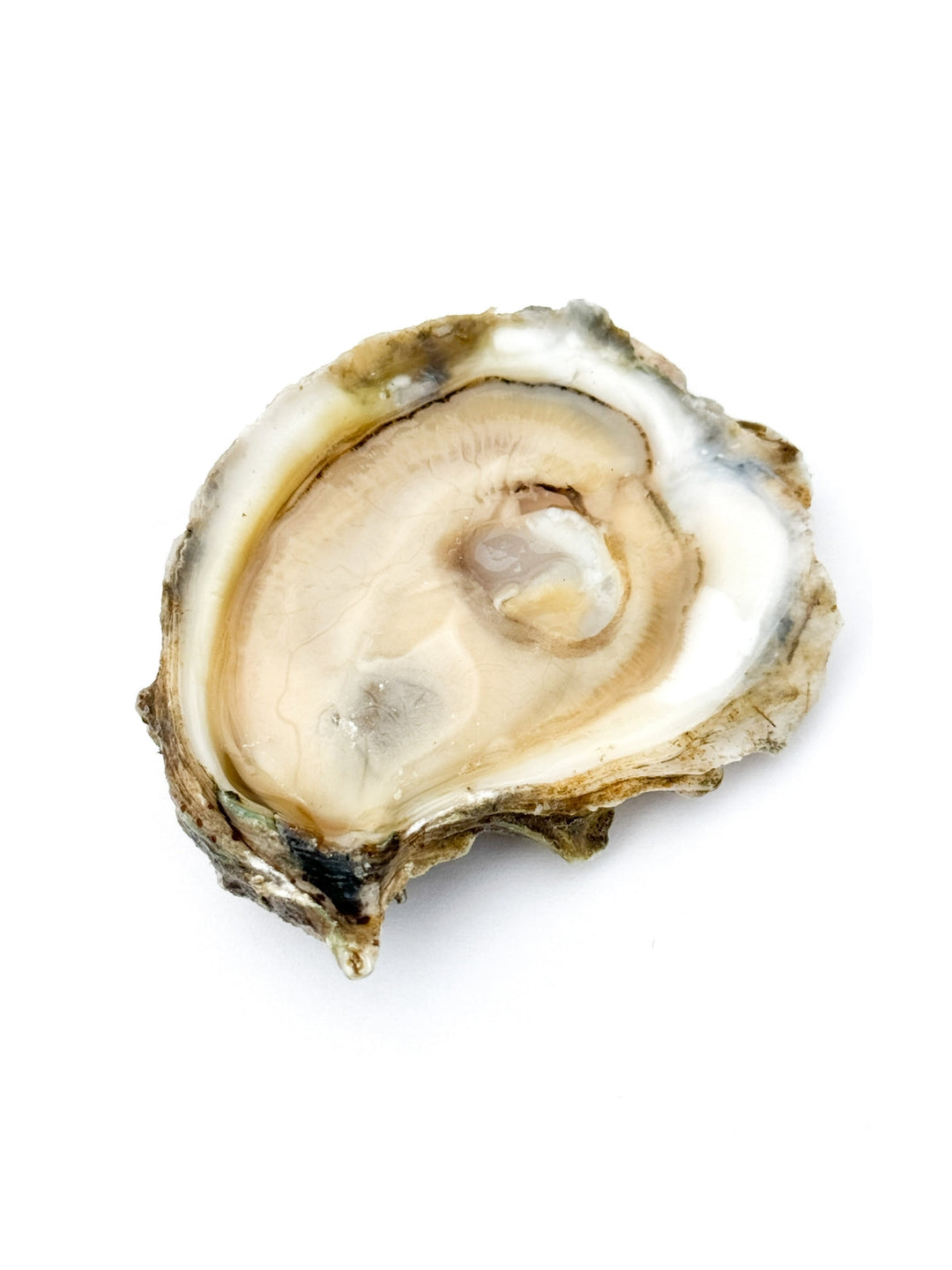 Real Oyster Cult: Your At-Home Oyster Bar – Real Oyster Cult